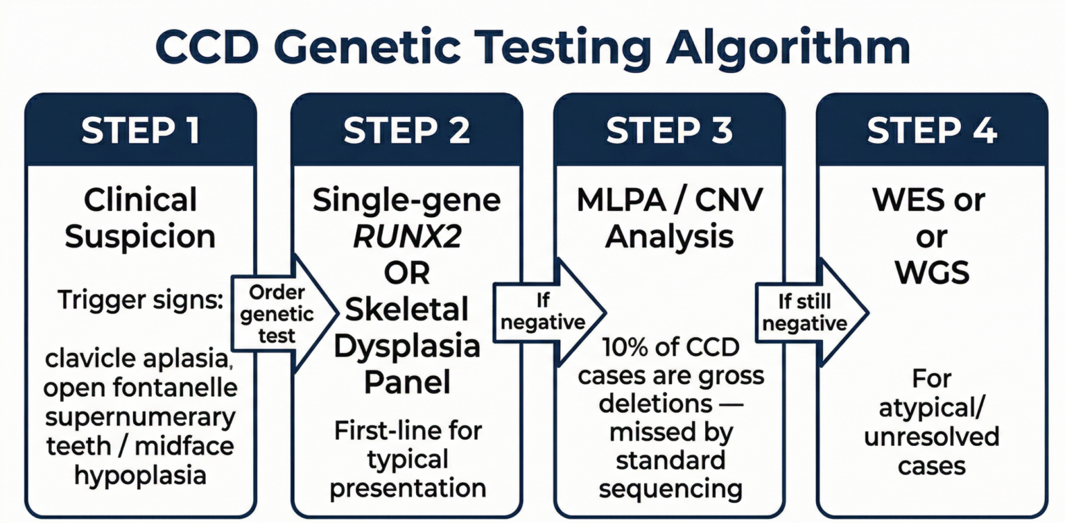 Cleidocranial Dysplasia: Why Genetic Testing Matters and When to ...